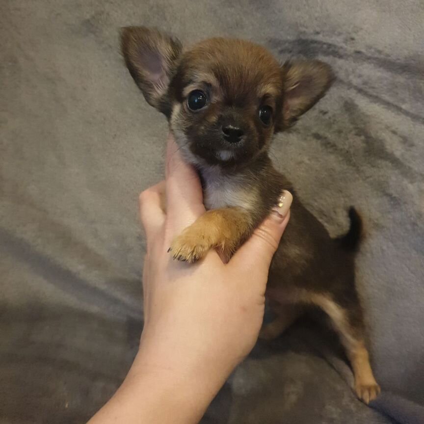 Щенок Чихуахуа мальчик