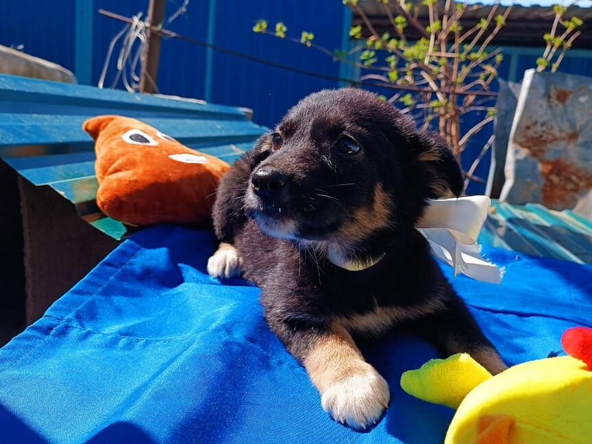 Собака в добрые руки