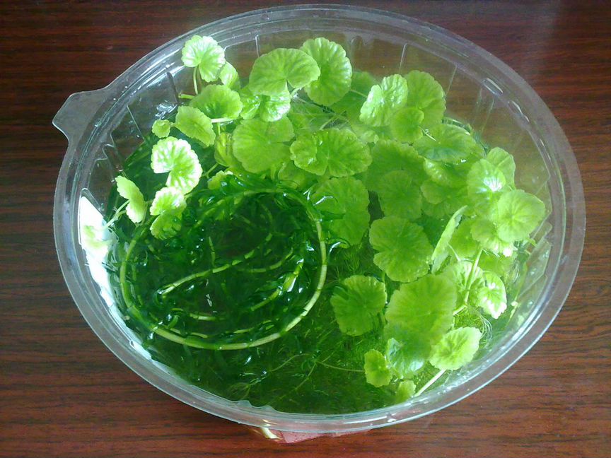 Аквариумные растения 3 вида