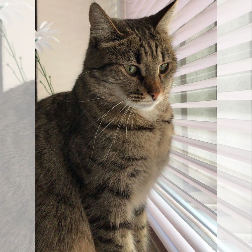 Кот, котята, кошка