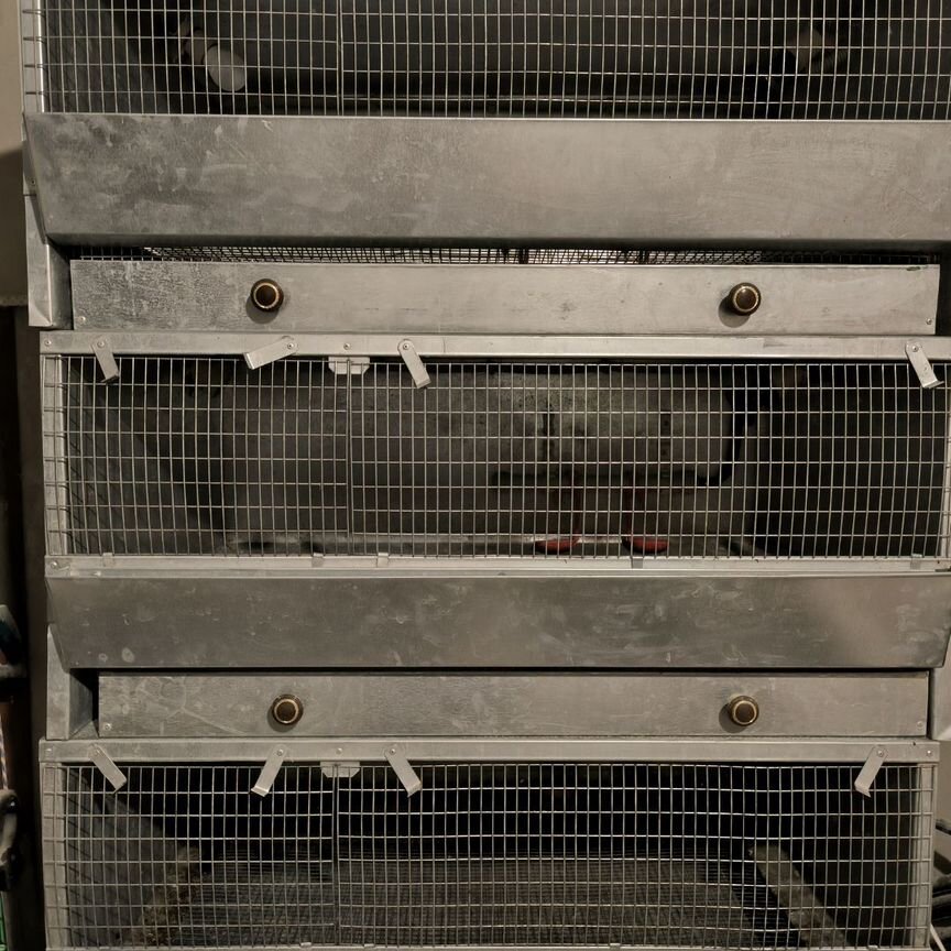 Брудер для цыплят бу