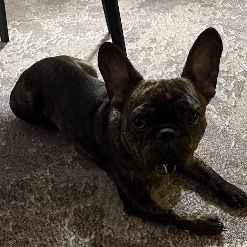 Французский бульдог, взрослая собака