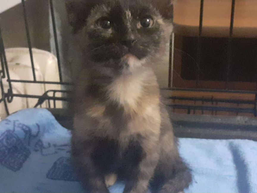 Малышка Роксана