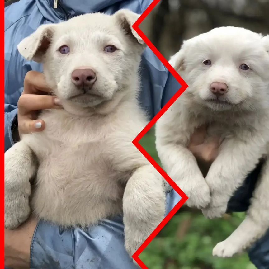 Щенок в добрые руки