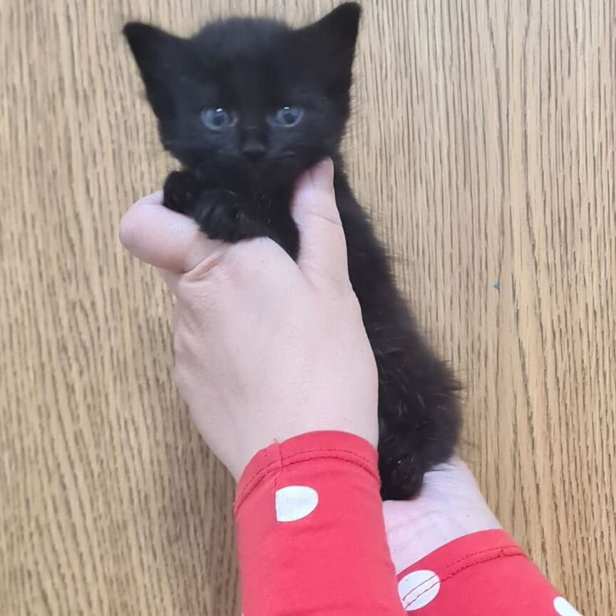 Котёнок от частного владельца
