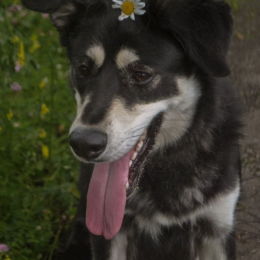 Ваш друг и сторожевая собака - Нико