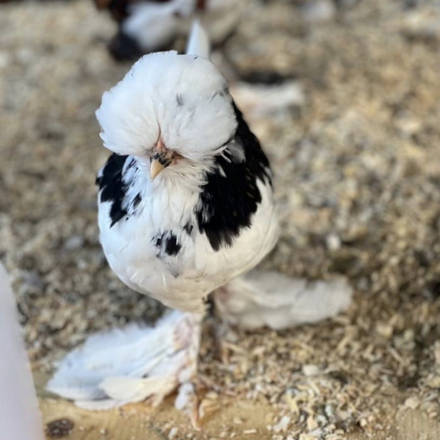 Алтайская бентамка