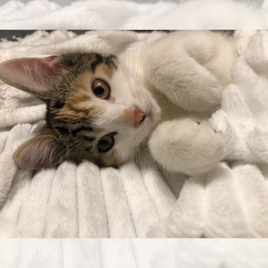 Котёнок в добрые руки