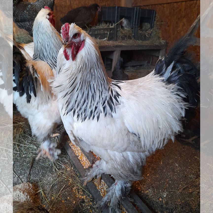 Продам петухов породы брама