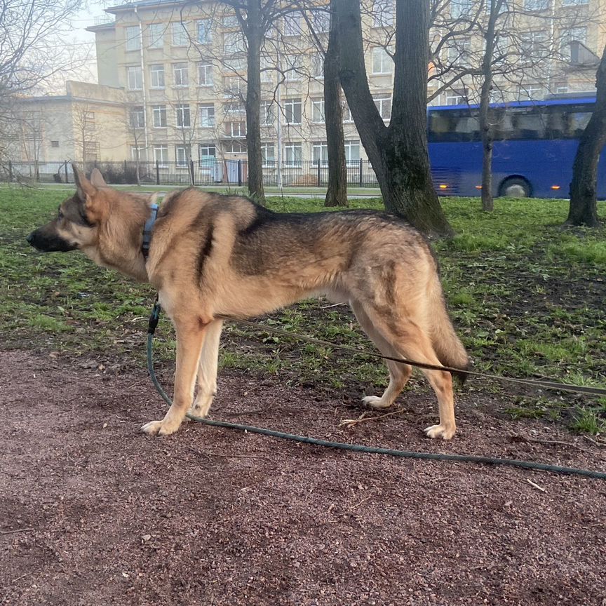Дворняга