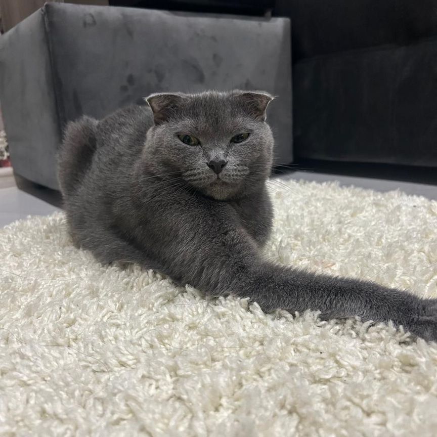 Шотландская кошка вязка