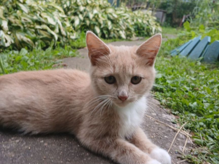 Котенок в дар