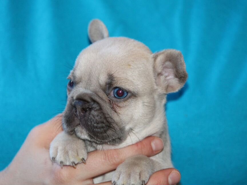 Француз карапуз