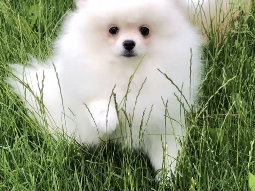 Померанский шпиц