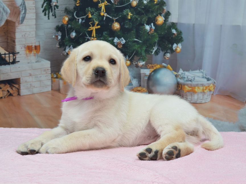 Щенки лабрадора