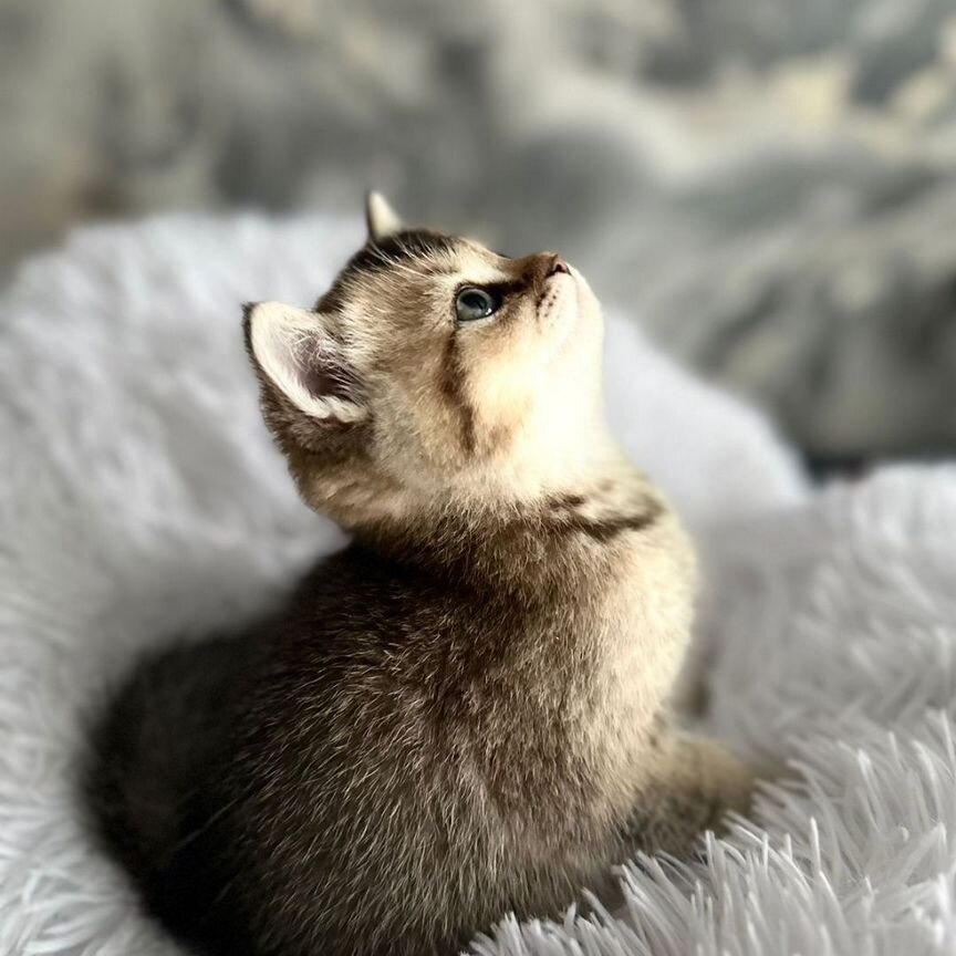 Шотландская кошечка