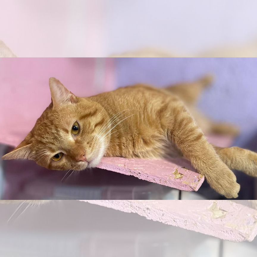 Взрослый кот в добрые руки