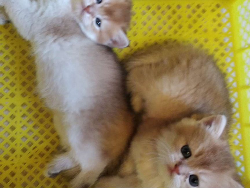 Британские котята, золотая шиншилла