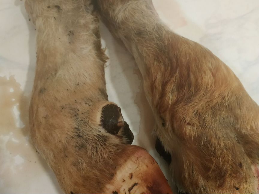 Говяжьи ноги, на корм собакам. Необделанные