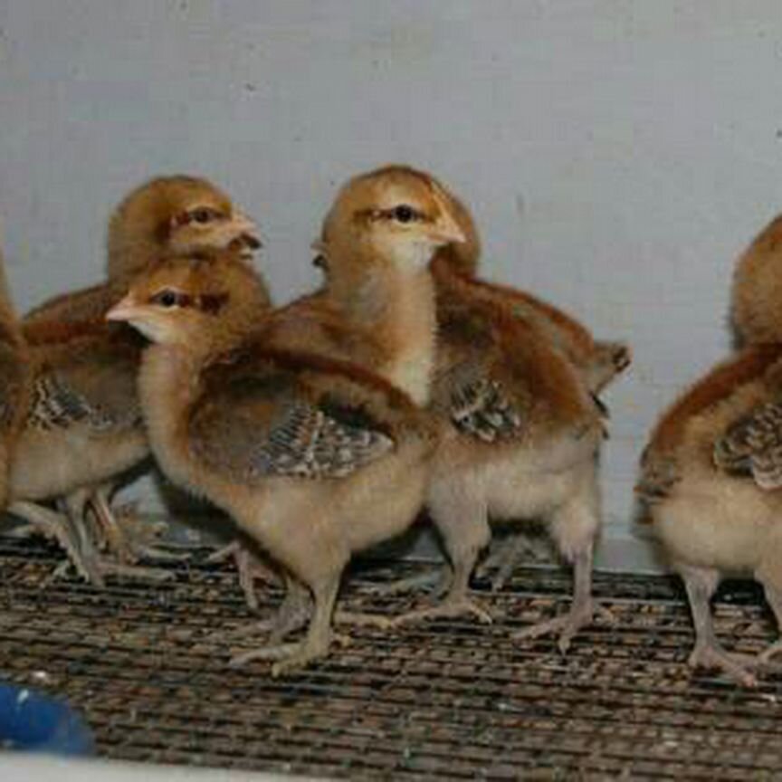Цыплята билефельдер