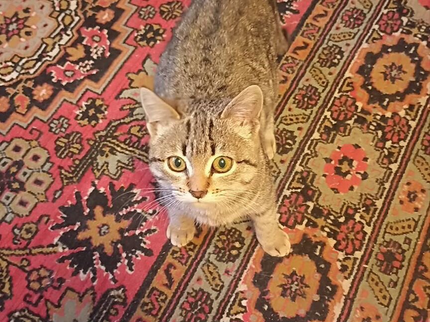 Котёнок - дворянин