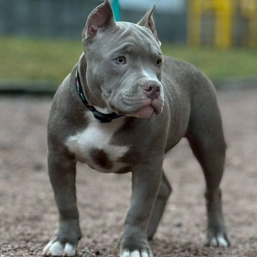 Американский булли, щенок