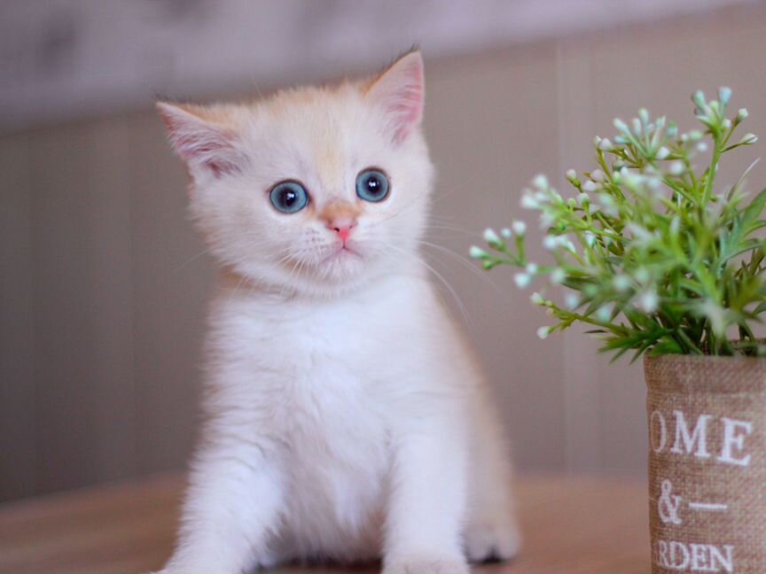 Синеглазый колор пойнт Сантьяго ny1133