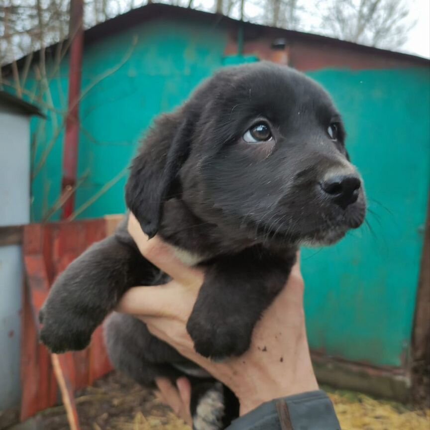 Девять щенят ищут дом