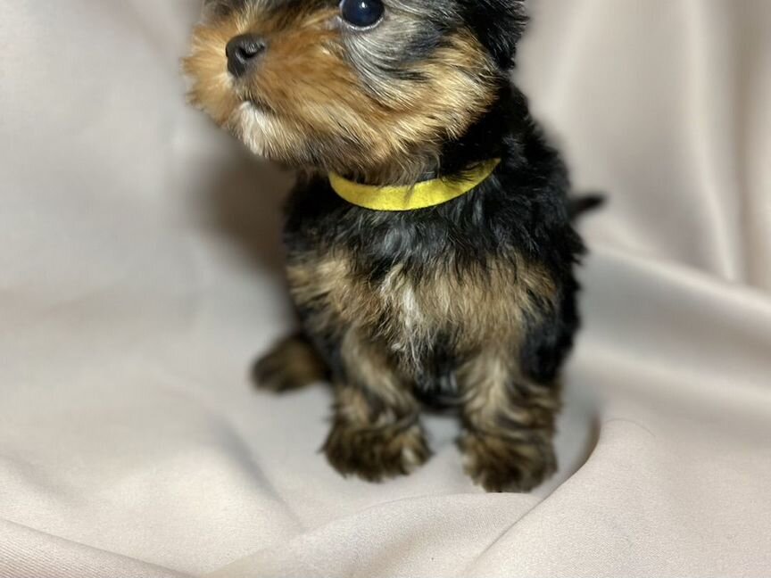 Йоркширский терьер щенки