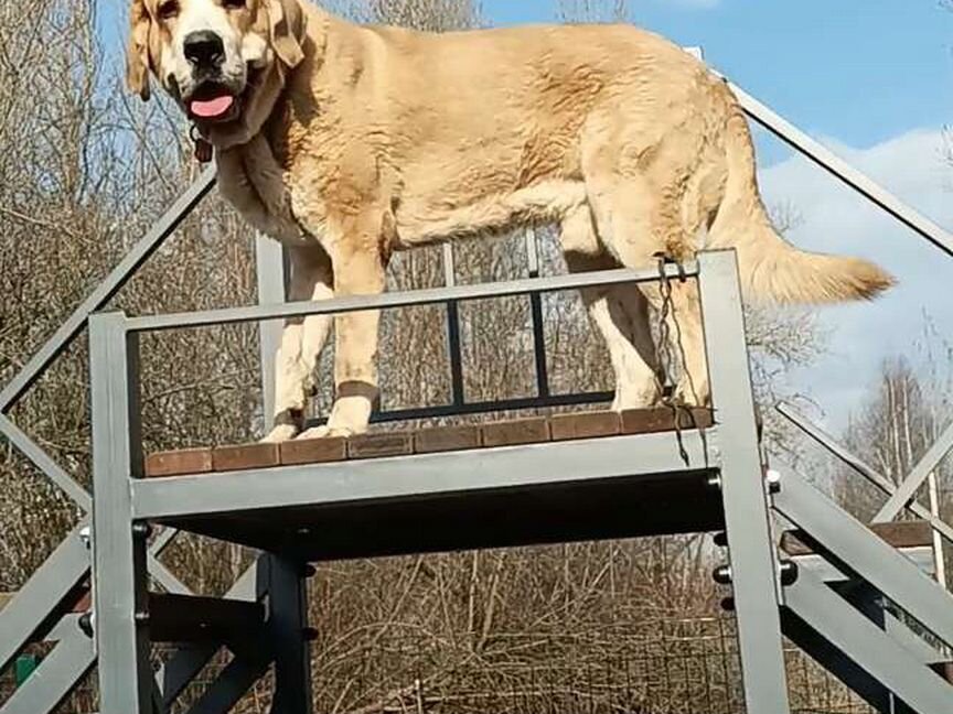 Испанский мастиф. Вязка