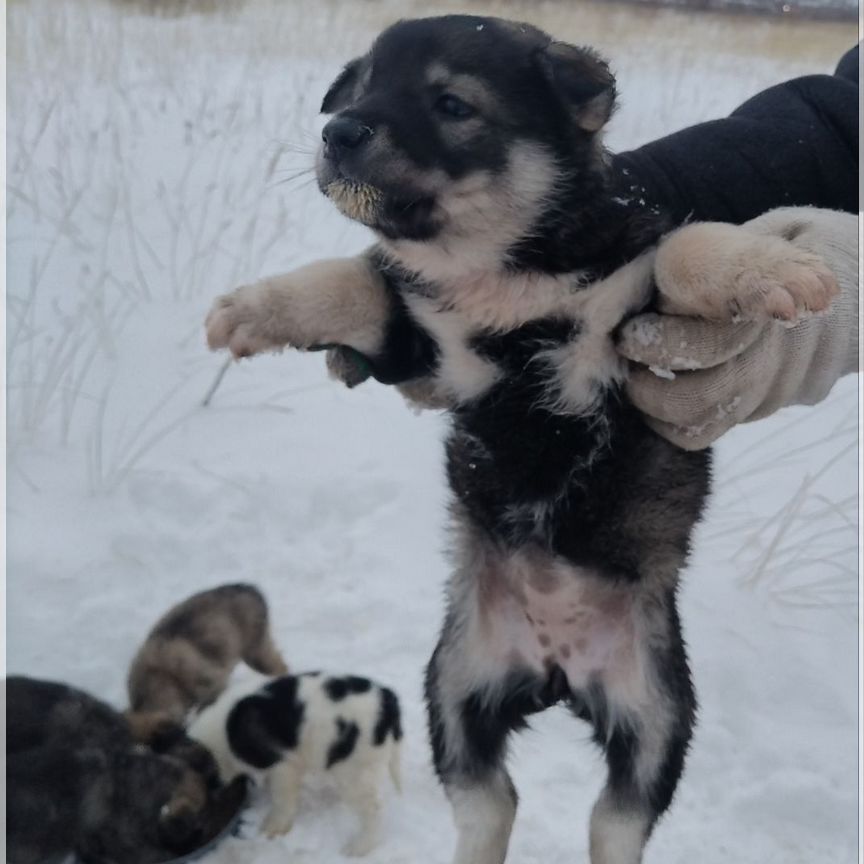 Щенок в добрые руки