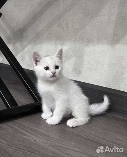 Котенок со всеми вещами
