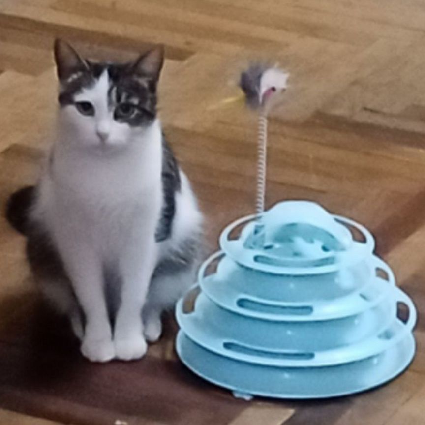 Взрослая кошка в добрые руки