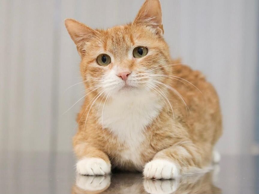 Кошка Весточка ищет дом
