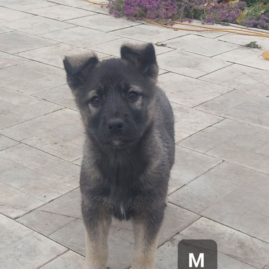 Щенки помесь восточноевропейской овчарки