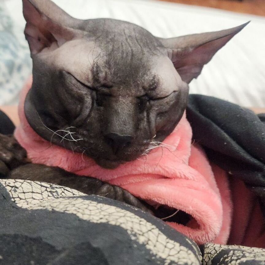 Канадский сфинкс черный