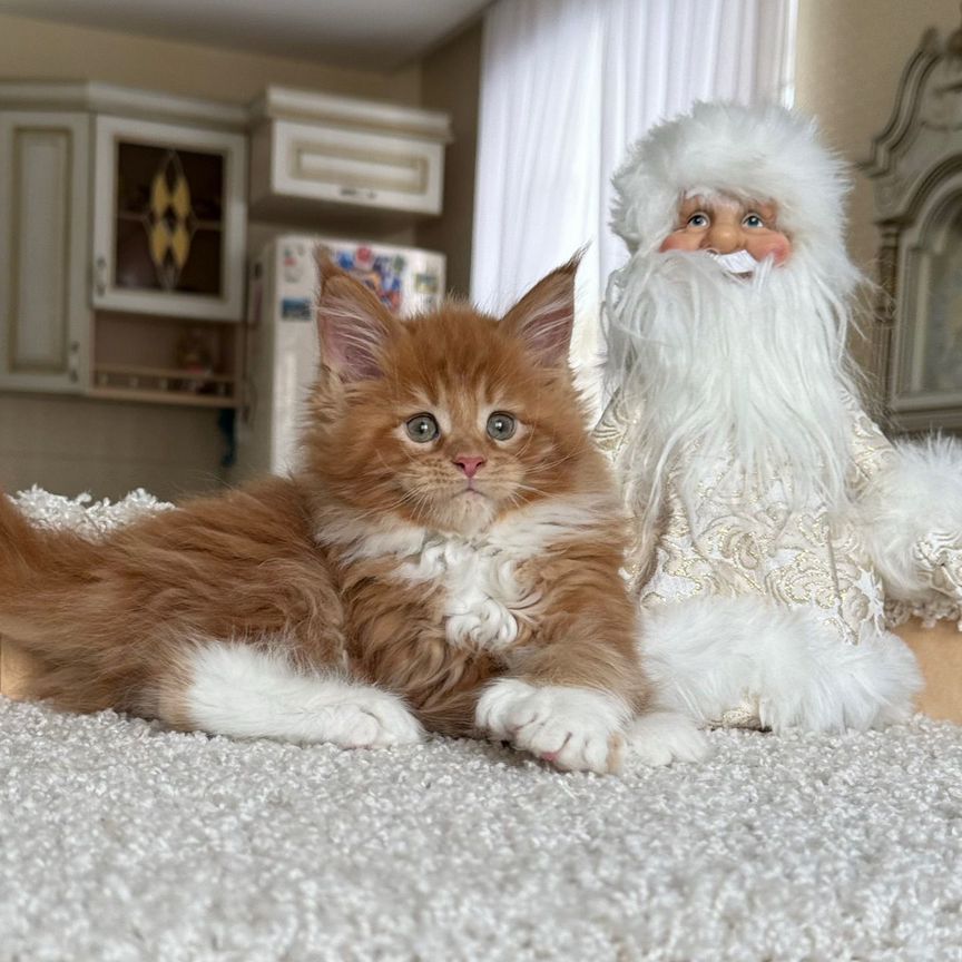 Мейн-кунполидакт кошечка