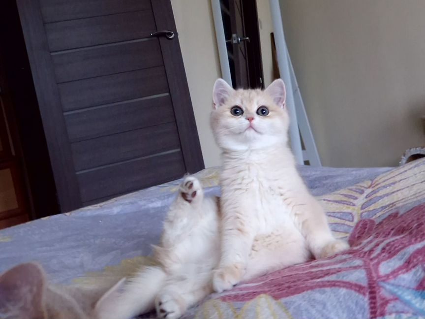 Кошка голубая шиншилла