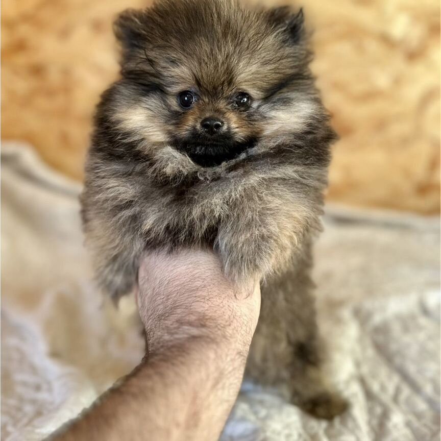 Померанский шпиц, щенок