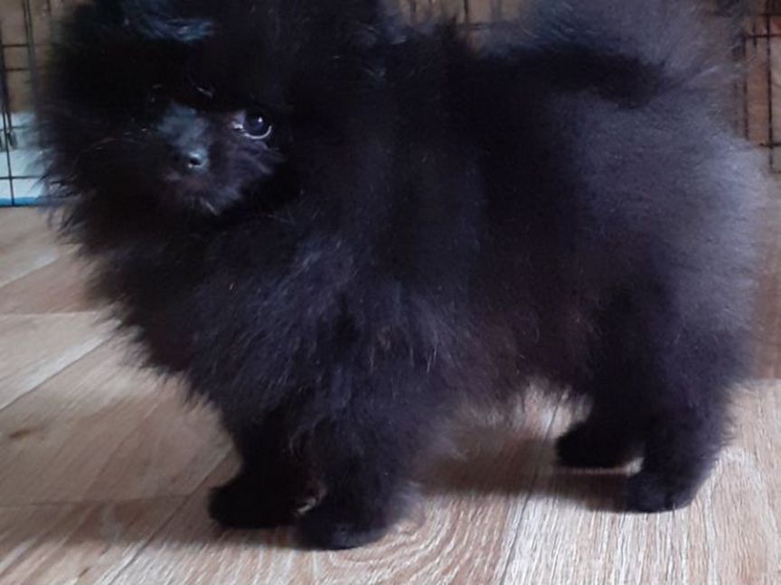 Померанский шпиц