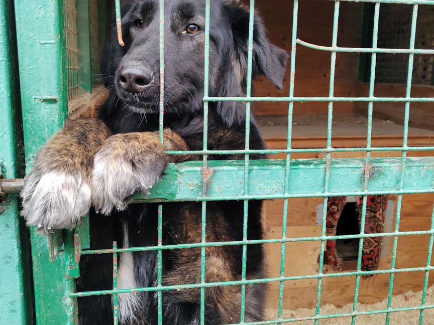 Собака в добрые руки из приюта