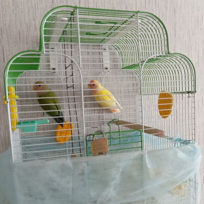 Попугай неразлучники