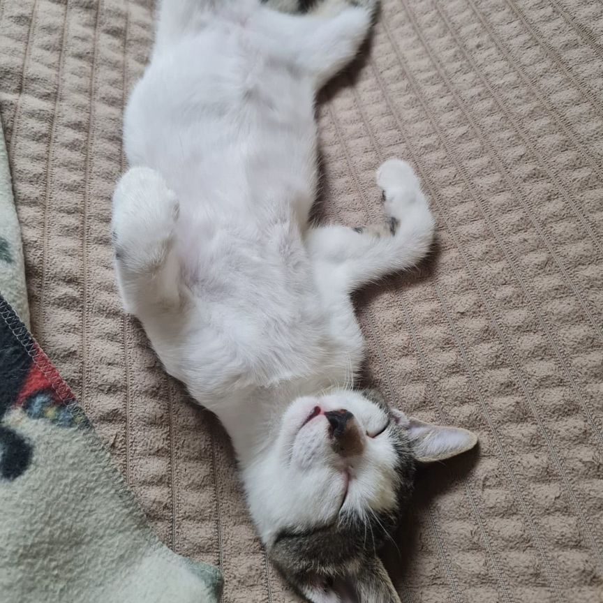 Зефирчик ищет дом