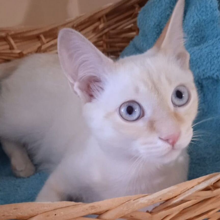 Котята. Мальчики. В дар