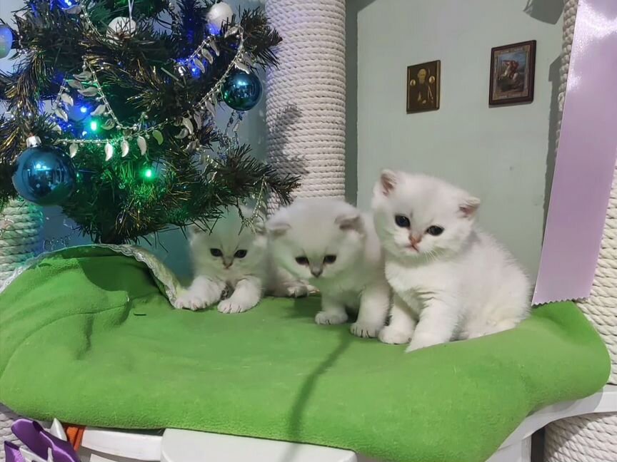 Котята серебристая шиншилла