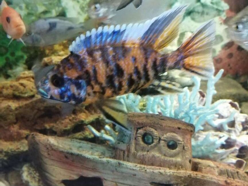 Аулонокары мультиколор, ред флеш, красная зебра, п