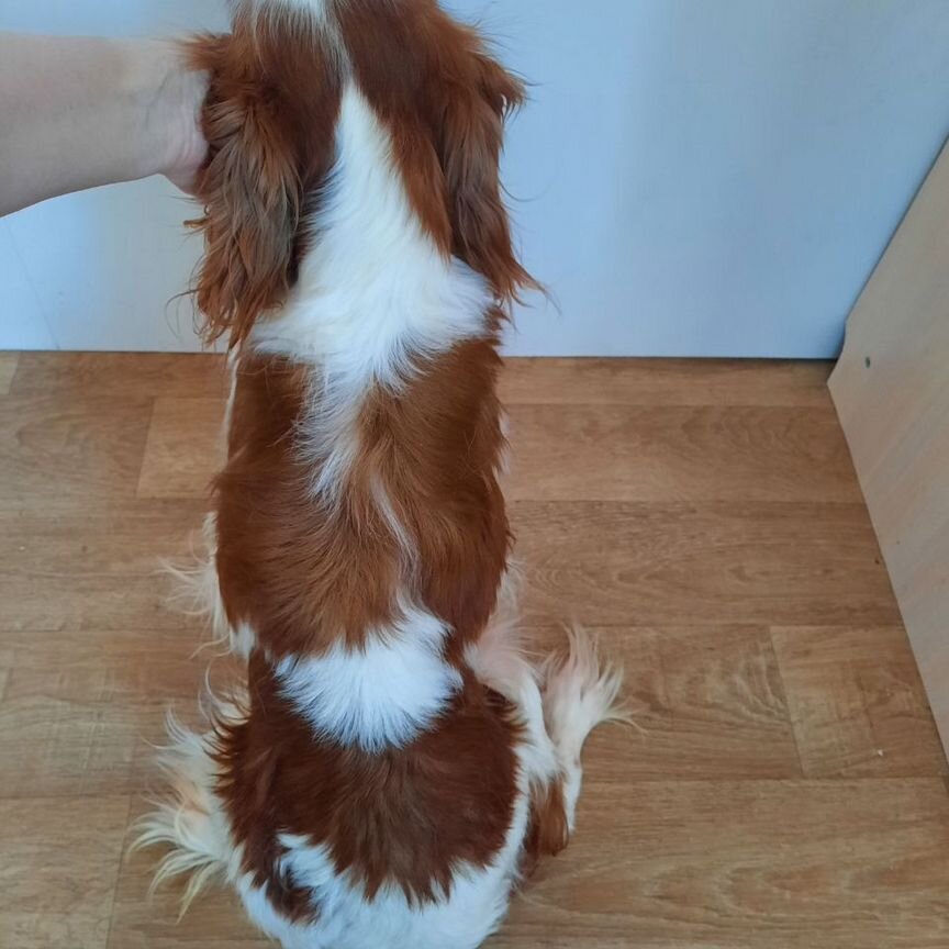 Верну в дар щенок Кавалер Кинг Чарльз спаниель