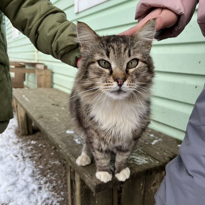 Кот в добрые руки