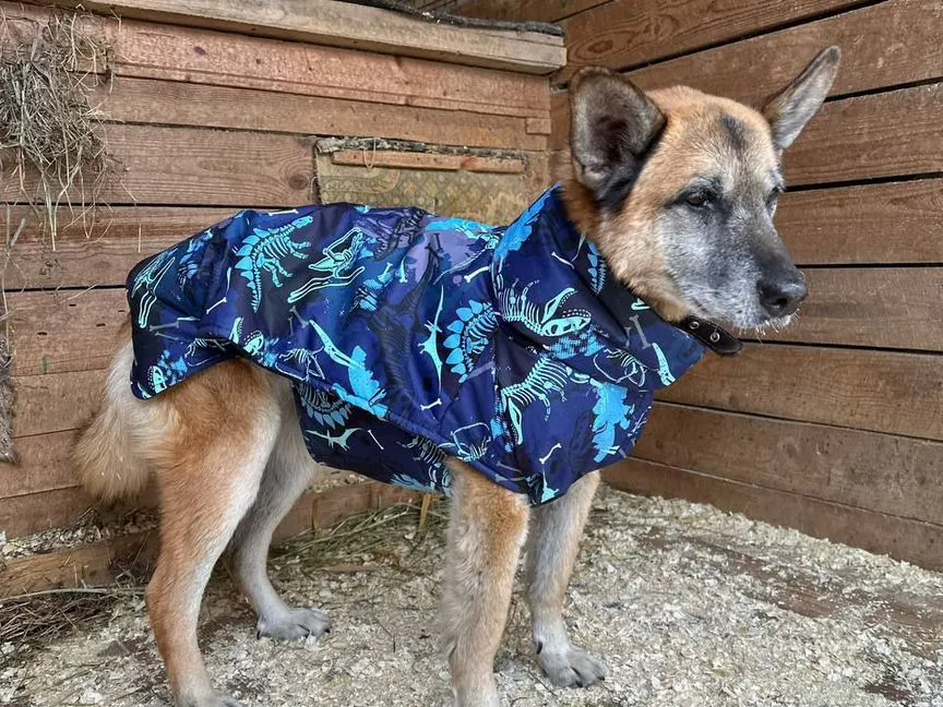 Собака в добрые руки отдам бесплатно