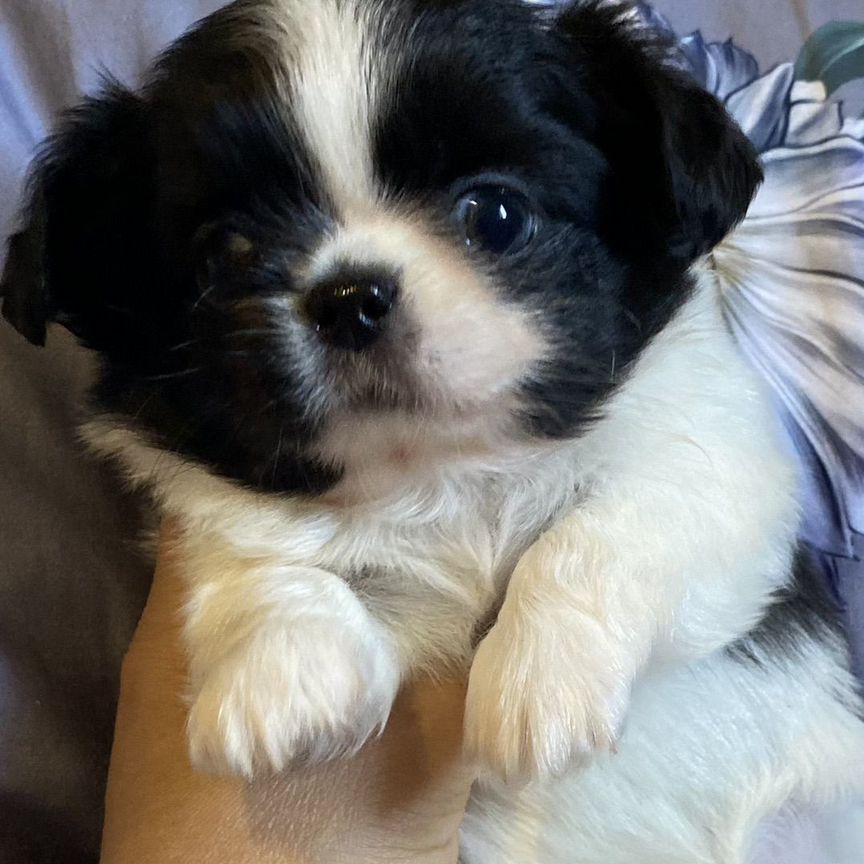 Девочки чихуахуа